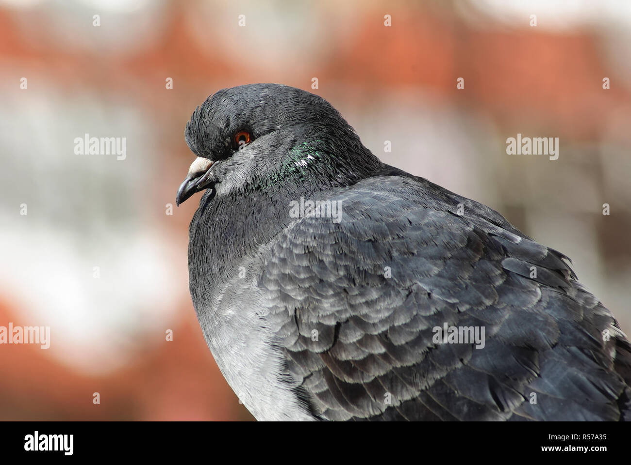 Pigeon in profile Stock Photo - Alamy