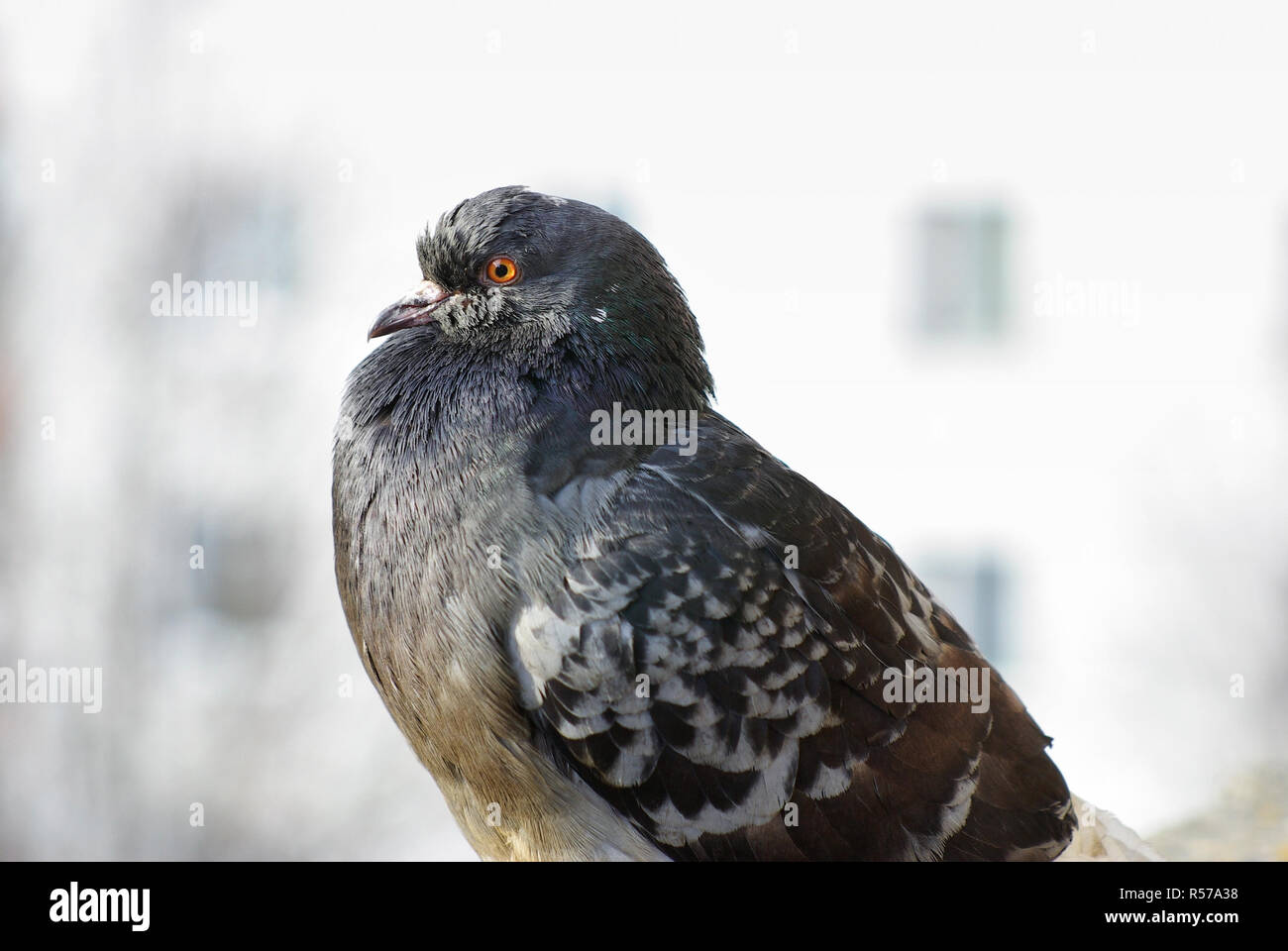 Dove profile side view hi-res stock photography and images - Alamy