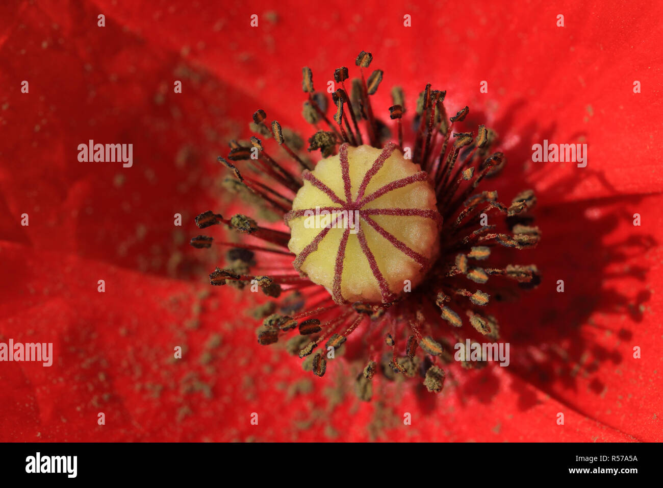 poppy flower,poppy,stamens and scar disc in close-up Stock Photo - Alamy