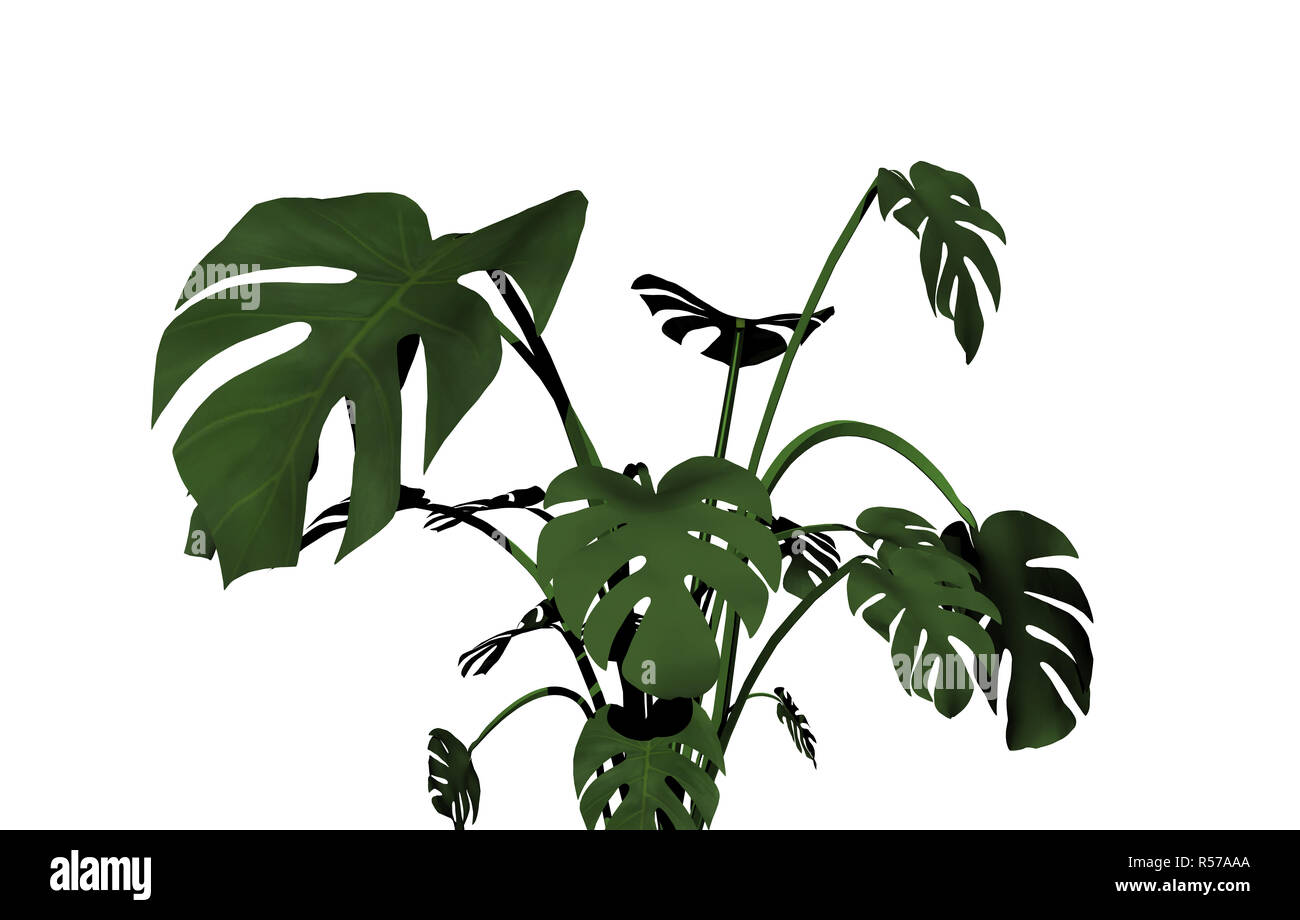 monstera window leaf ornamental plant isolated Stock Photo - Alamy