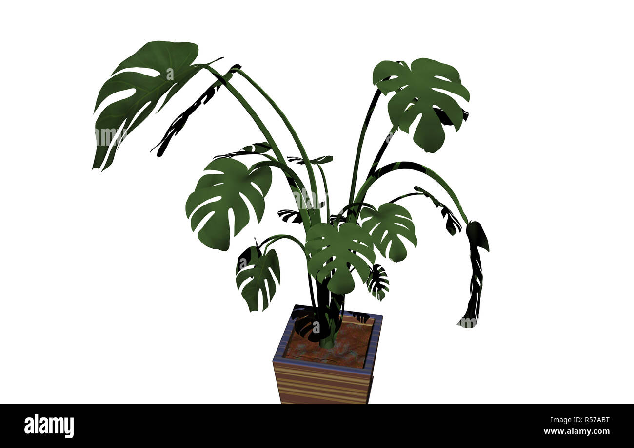 monstera window leaf ornamental plant isolated Stock Photo - Alamy