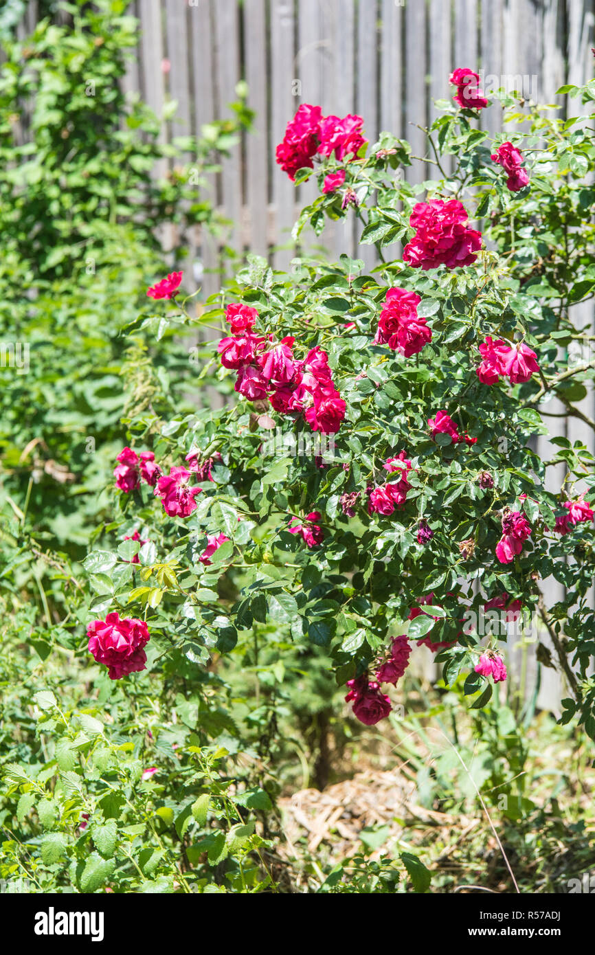 Portrait format garden hi-res stock photography and images - Alamy