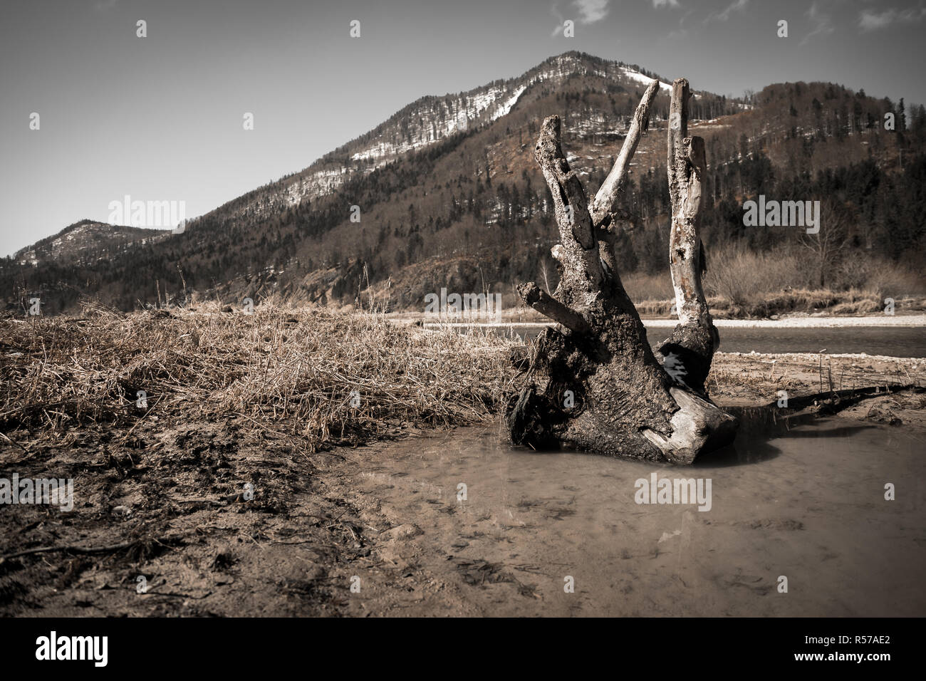 An old tree waiting for its final journey Stock Photo - Alamy