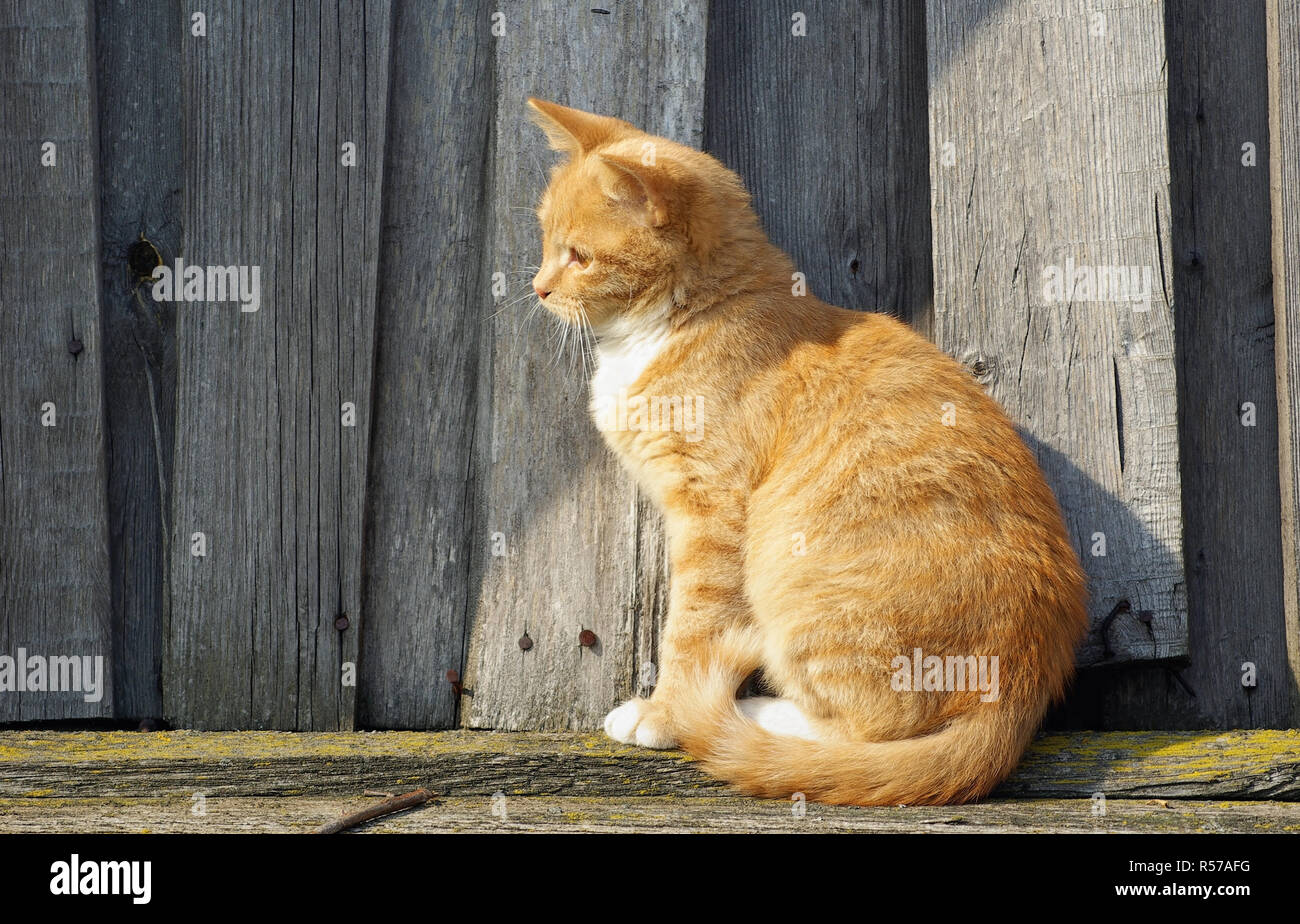 Ginger cat sitting Stock Photo - Alamy