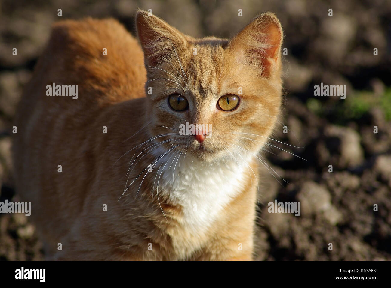 Ginger cat walks Stock Photo - Alamy