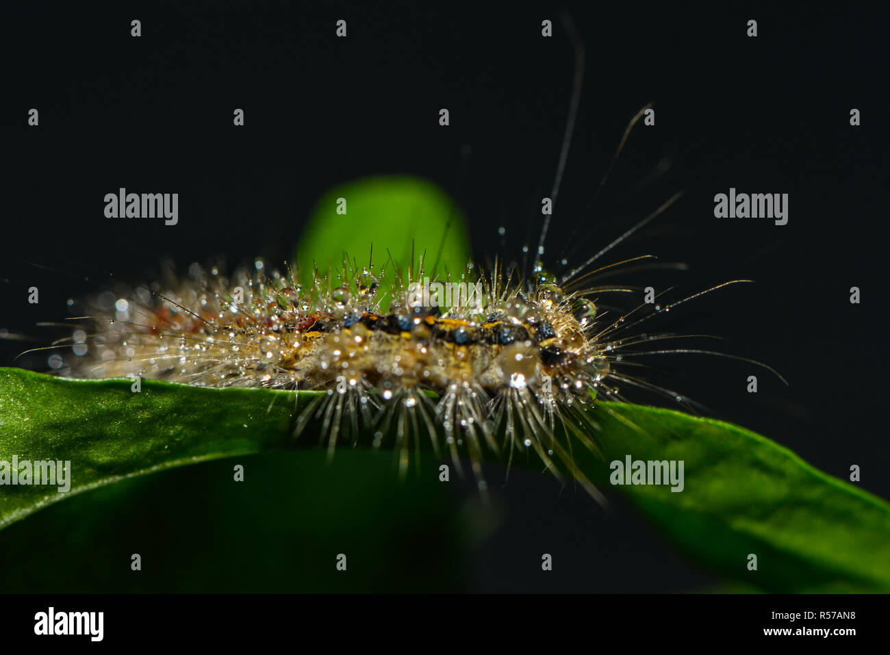 spanner crawler crawls over a leaf Stock Photo - Alamy