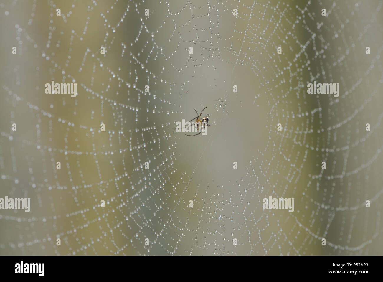 little spider in her web Stock Photo - Alamy