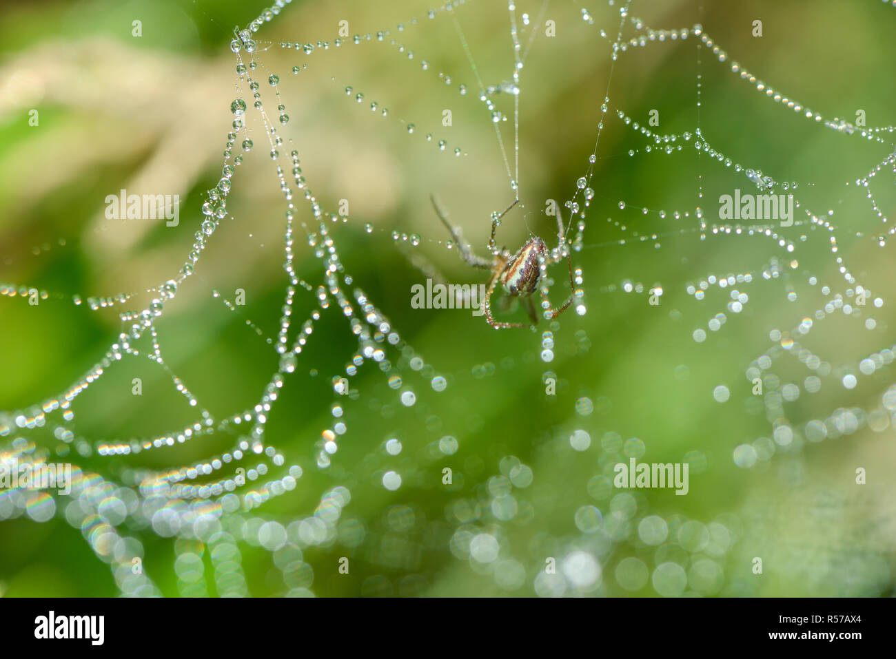 trailing spider in her web Stock Photo - Alamy