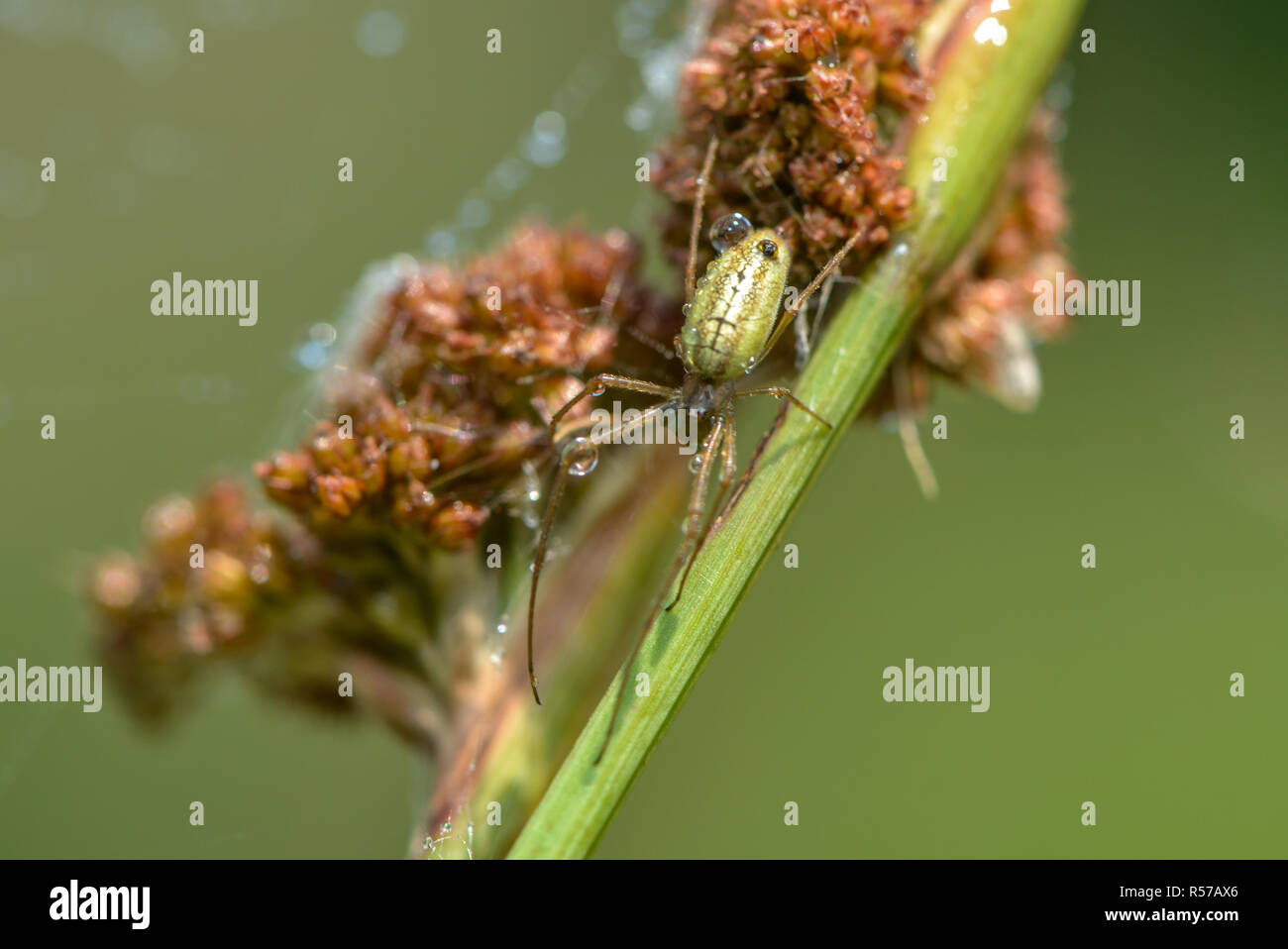 trailing spider in her web Stock Photo - Alamy