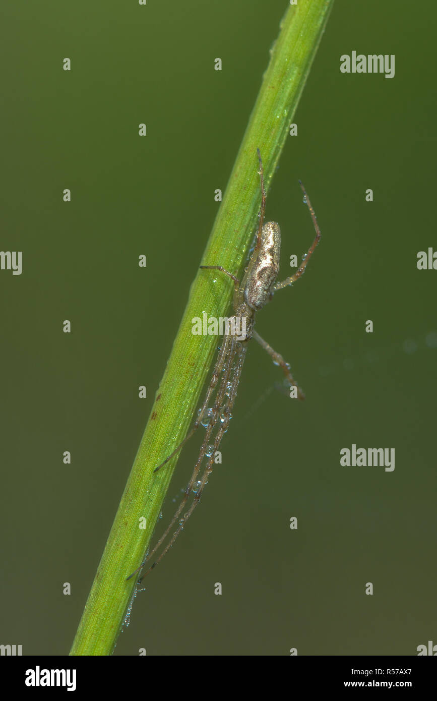 trailing spider in her web Stock Photo - Alamy