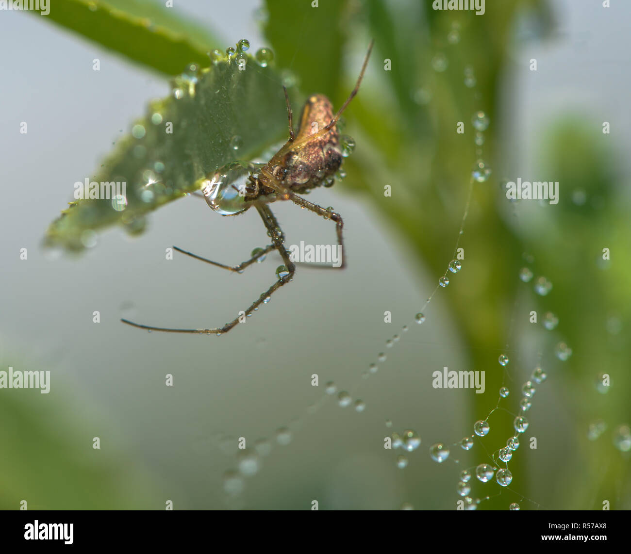 trailing spider in her web Stock Photo - Alamy
