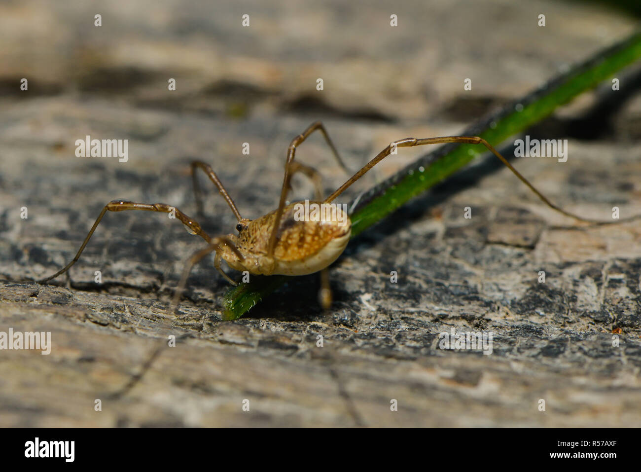 Weberknechte hi-res stock photography and images - Alamy