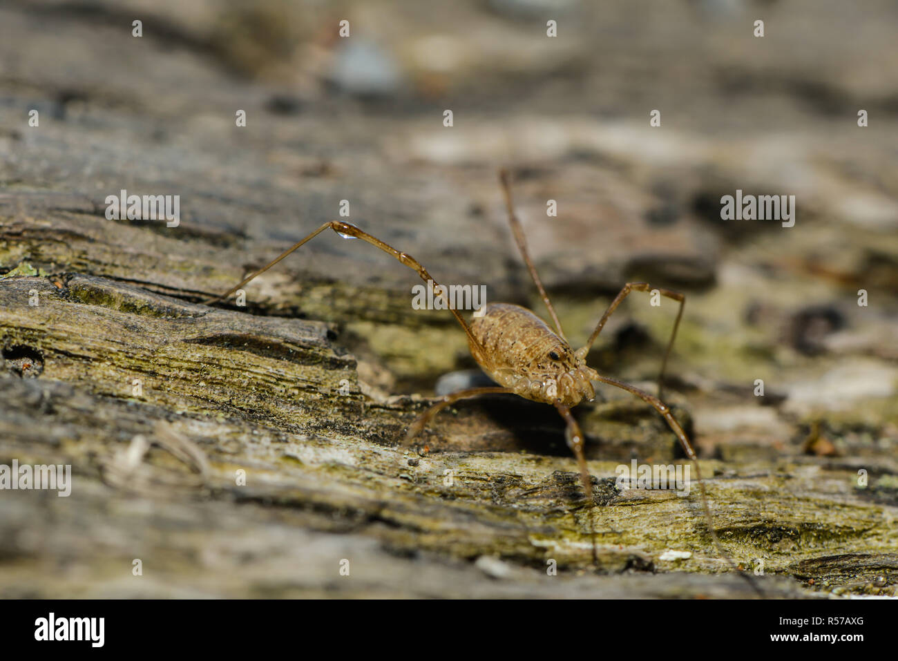 Weberknechte hi-res stock photography and images - Alamy