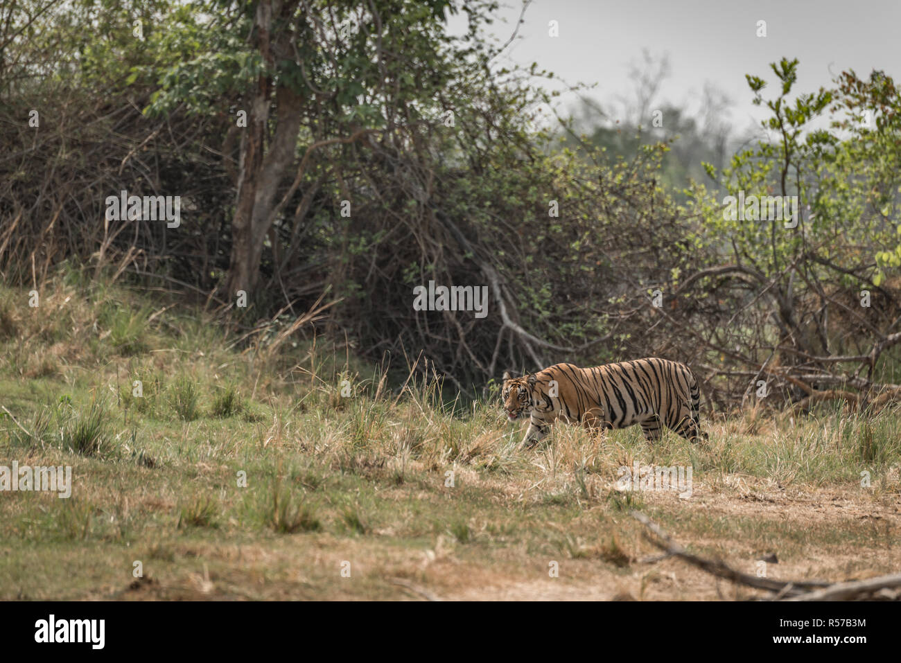 Bengal tiger crosses meadow with bushes behind Stock Photo - Alamy