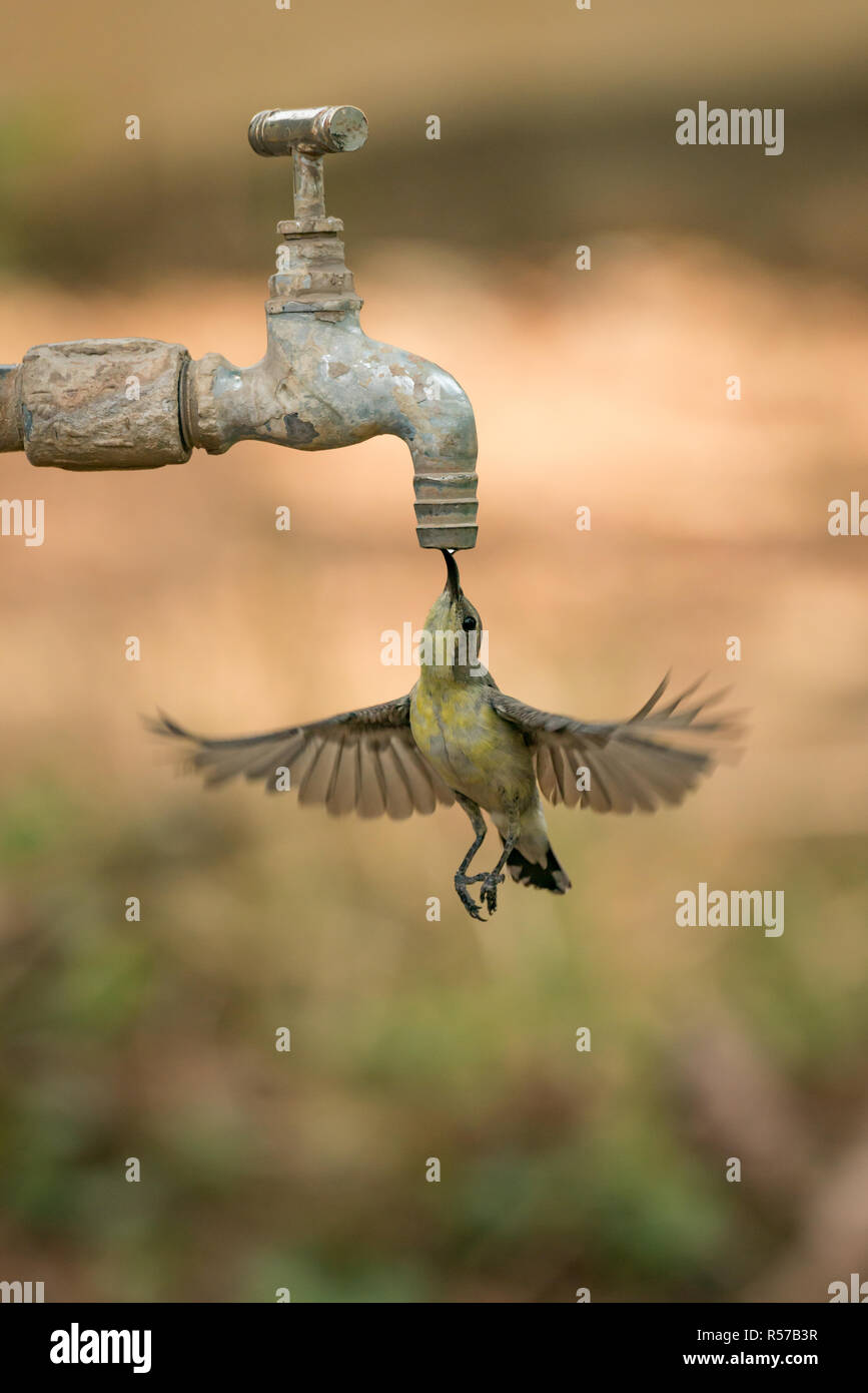 Bird drinking from tap hi-res stock photography and images - Alamy