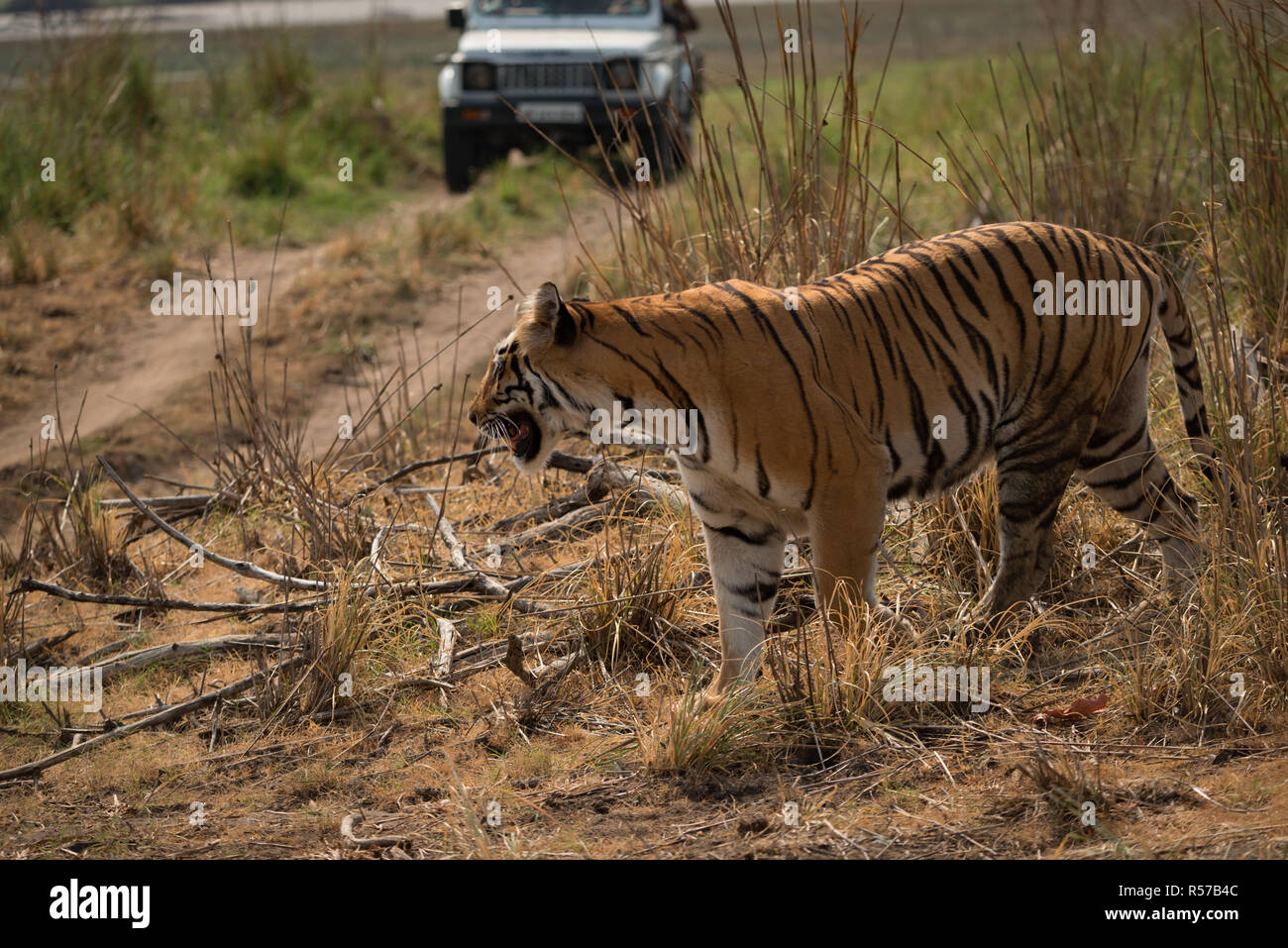 Bengal tiger crossing track with jeep behind Stock Photo - Alamy
