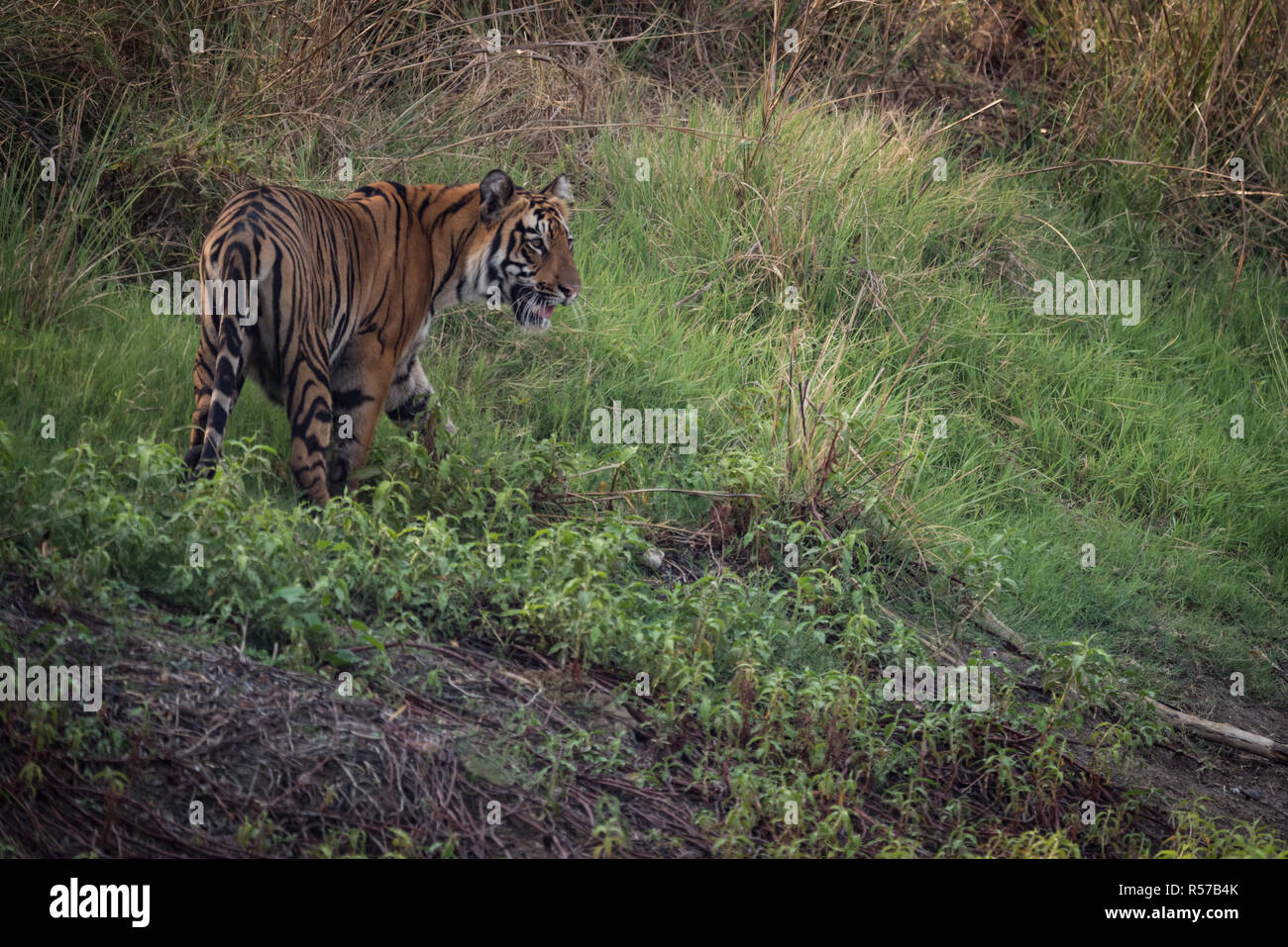 Bengal cat looks out hi-res stock photography and images - Alamy