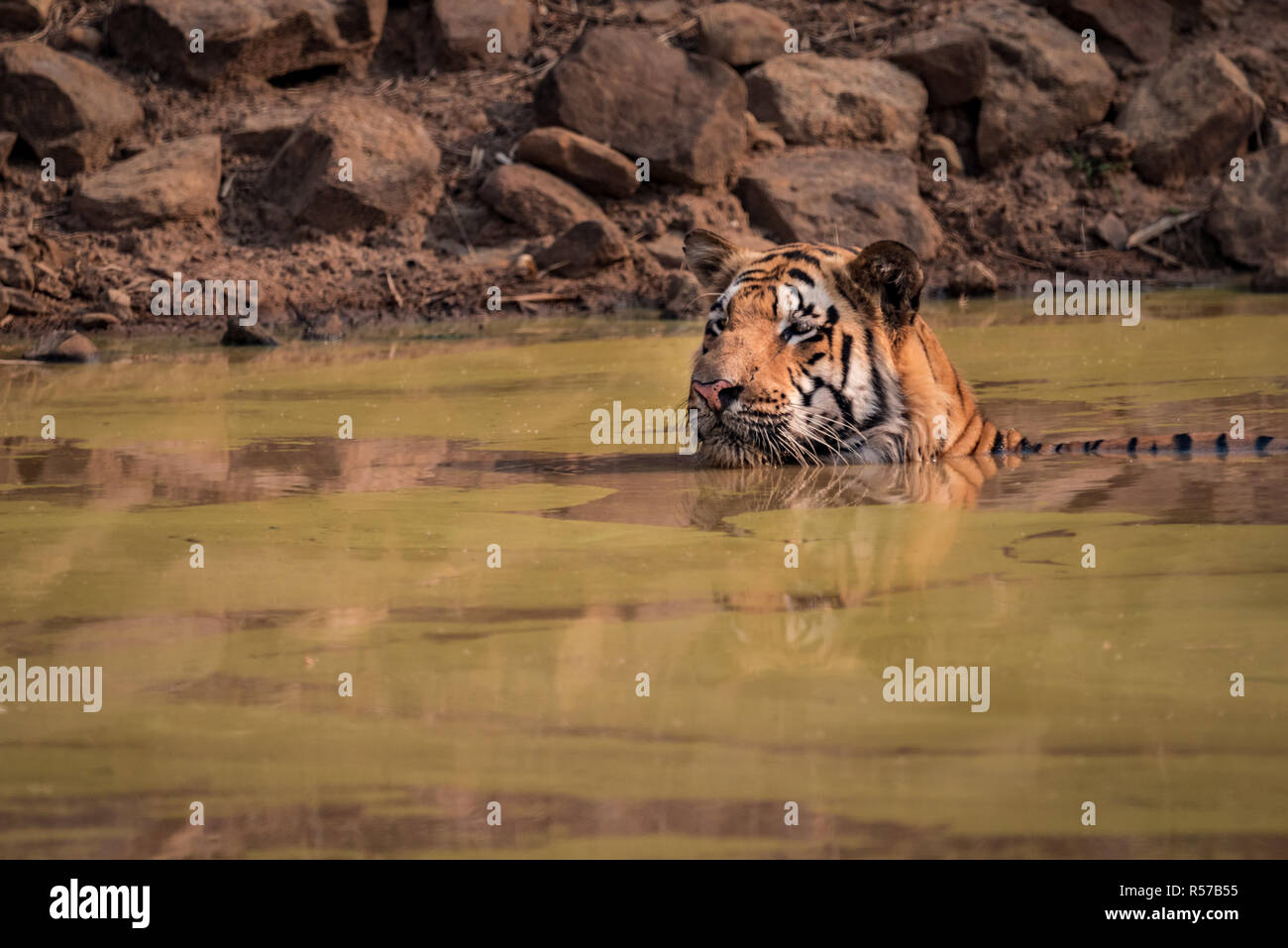 Tiger cat sits in hi-res stock photography and images - Alamy