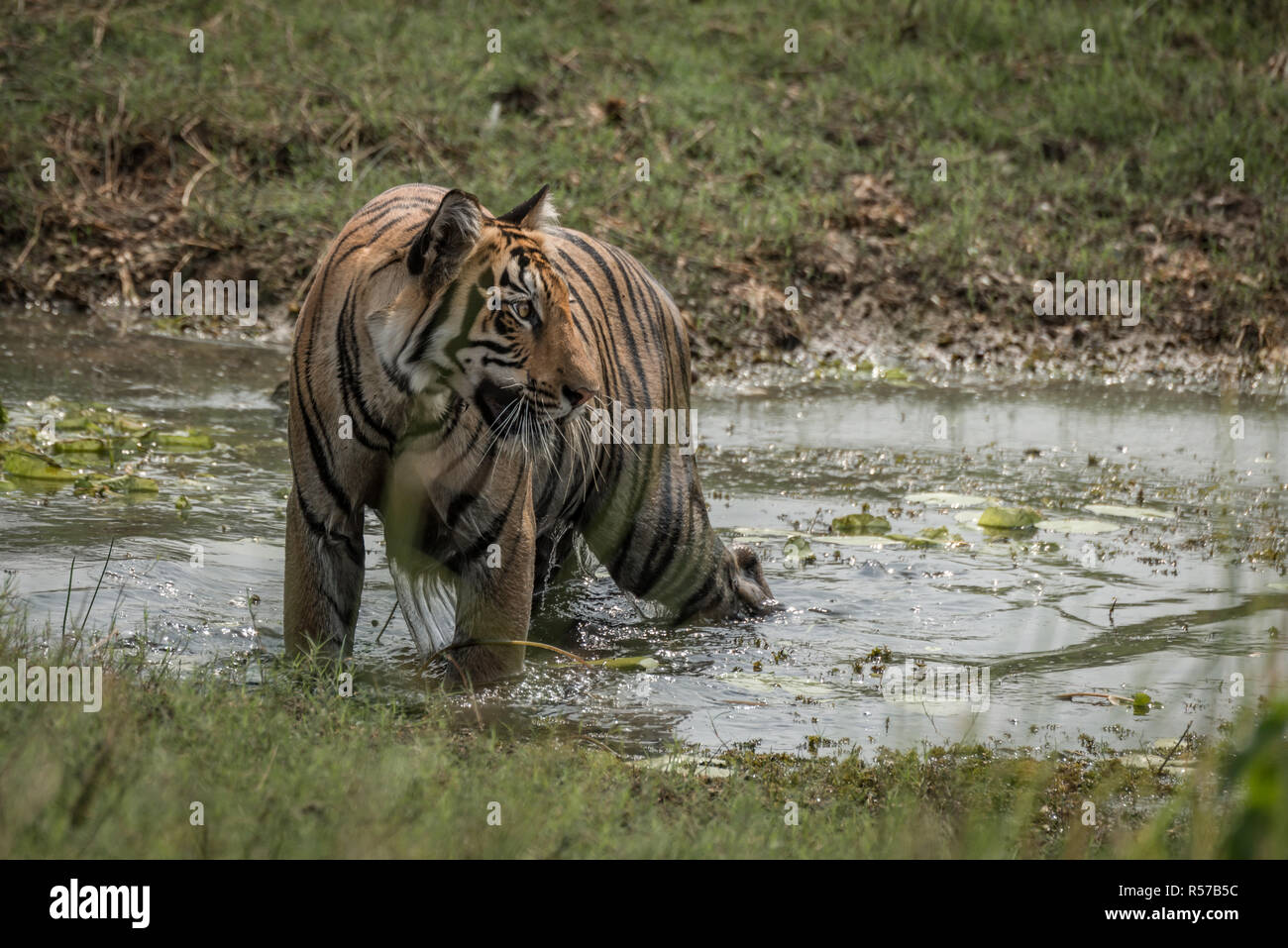 Bengal tiger turns head in shallow stream Stock Photo - Alamy