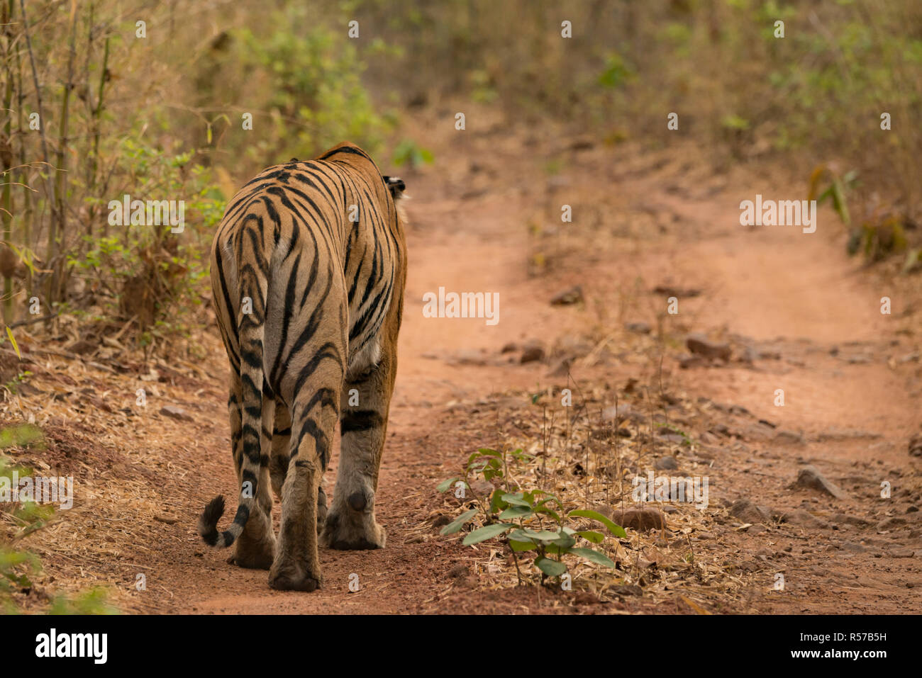 Tiger walking along forest hi-res stock photography and images - Alamy