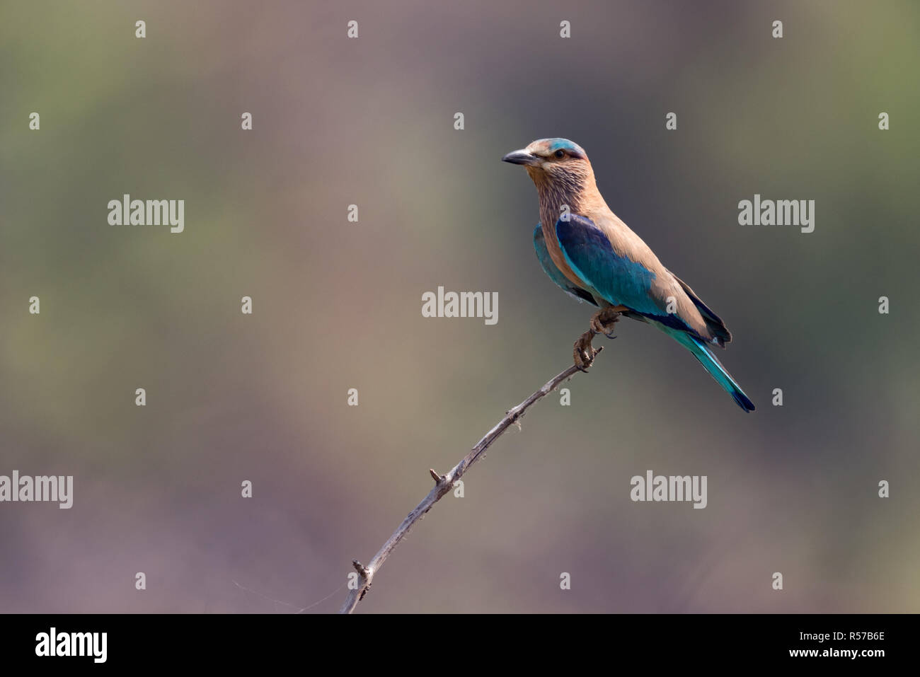 Indian roller on twig hi-res stock photography and images - Alamy