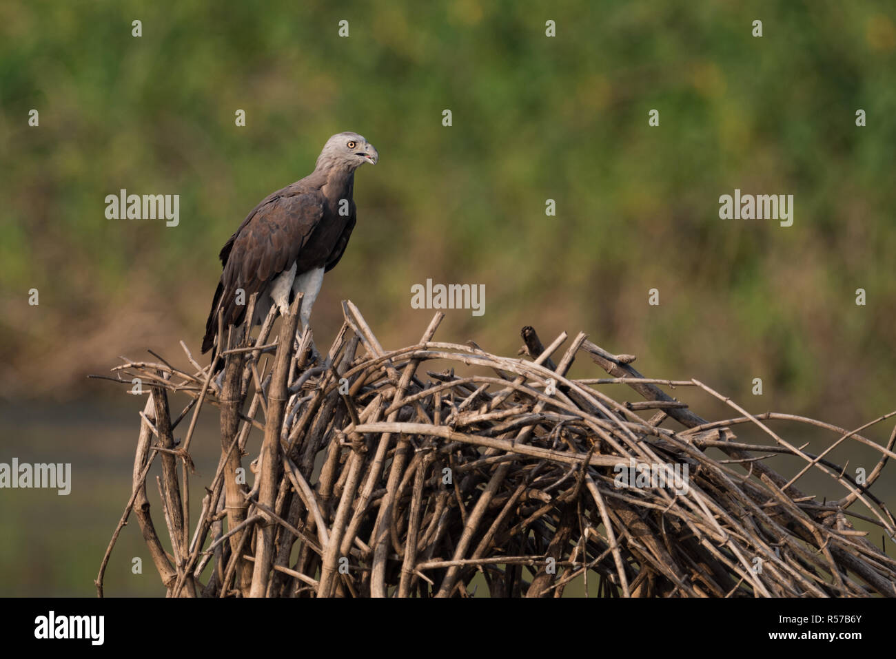 Greyheaded fish eagle hi-res stock photography and images - Alamy