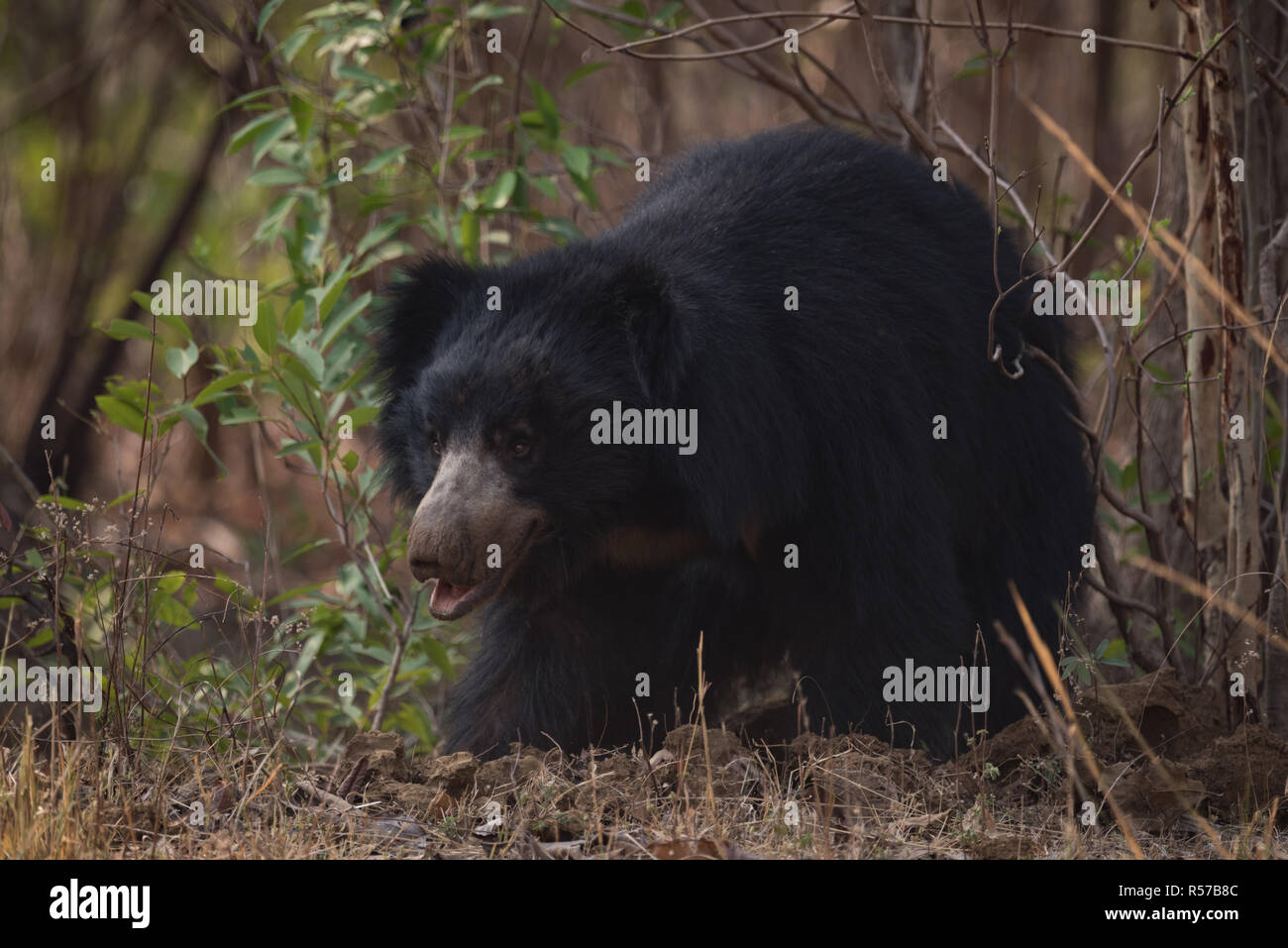 Black bear under tree hi-res stock photography and images - Alamy