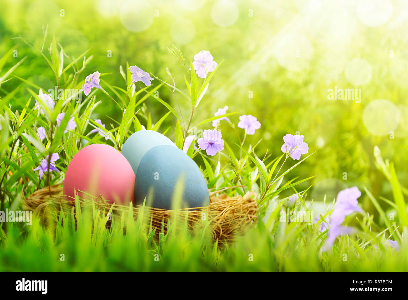 Easter eggs on basket hiding under violet flower Stock Photo - Alamy