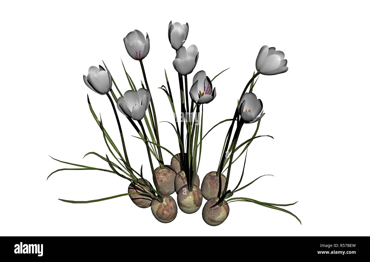 spring flowers isolated Stock Photo - Alamy