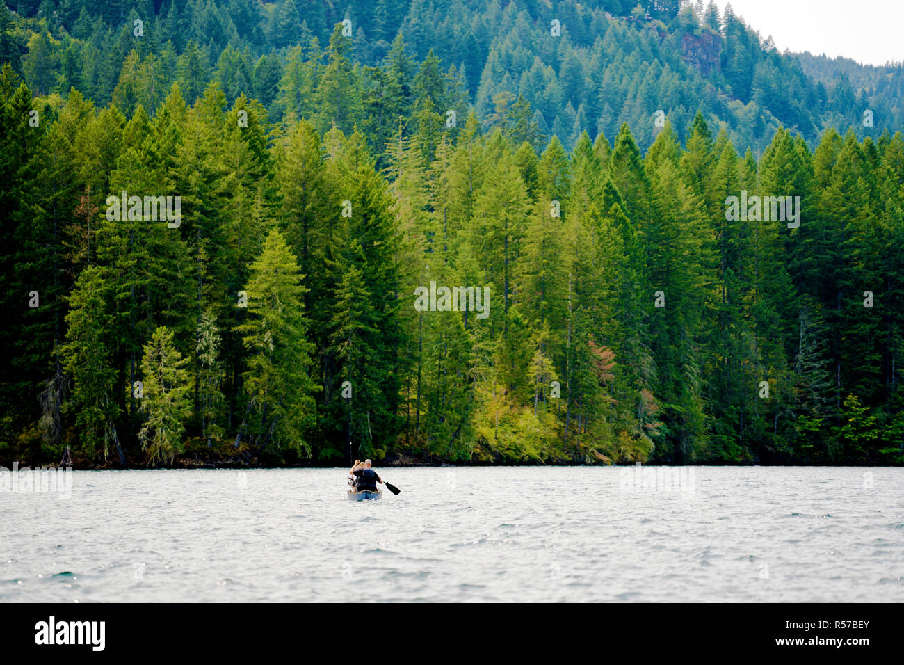 Picturesque mountain clear water deep Merwin Lake with evergreen ...