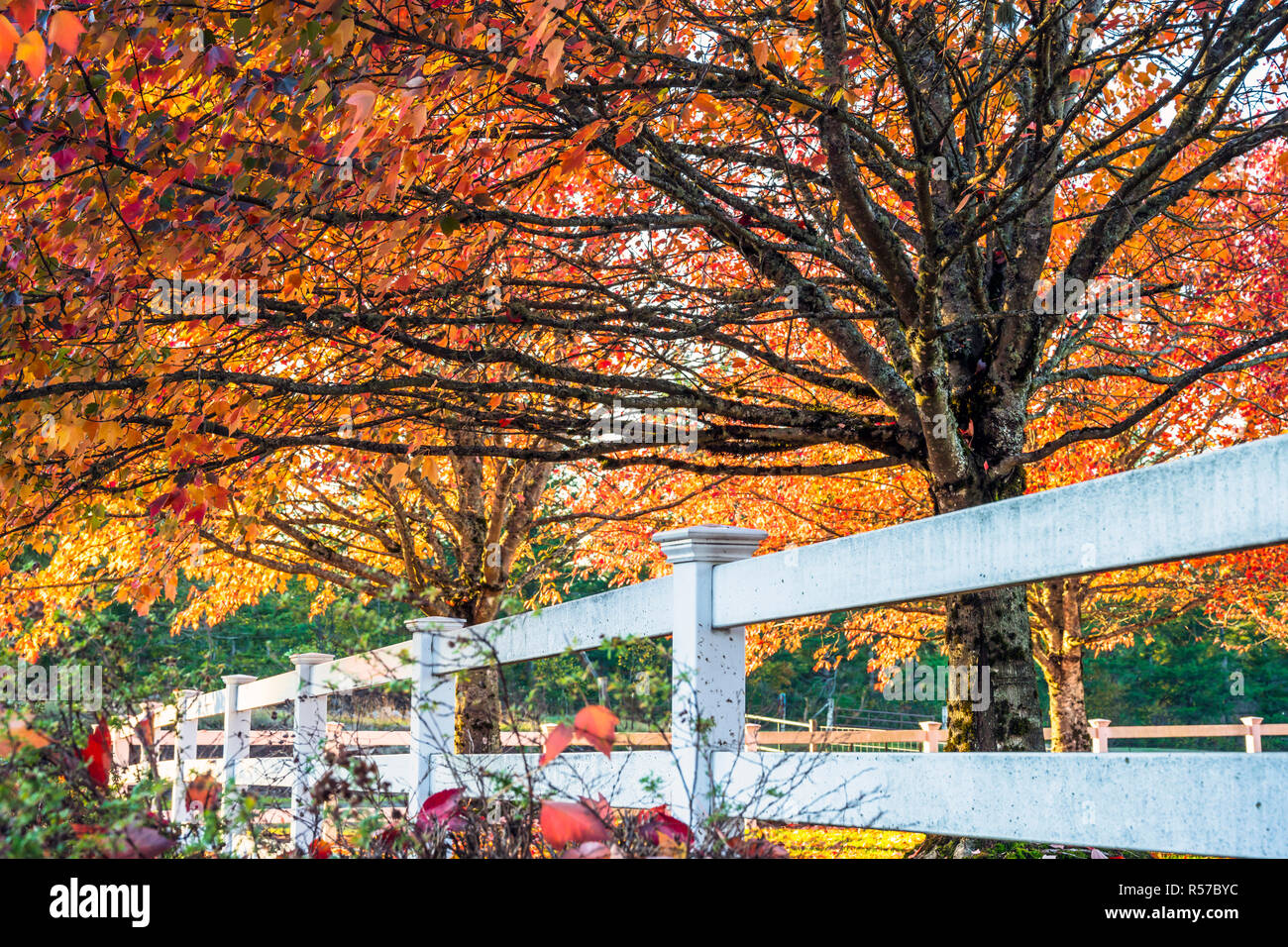 Maples with leaves painted red in autumn as a symbol of a past life ...