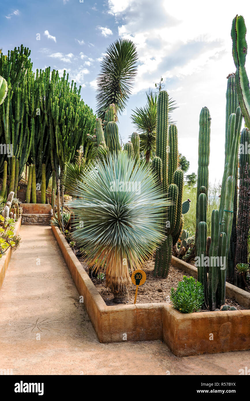 cactaceae plants shrub succulents seed plants Stock Photo - Alamy