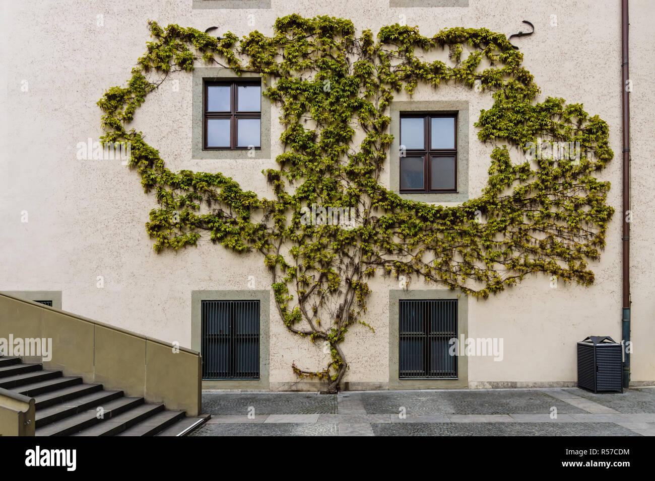 The wall of the house is covered with ivy (Hedera helix Stock Photo - Alamy