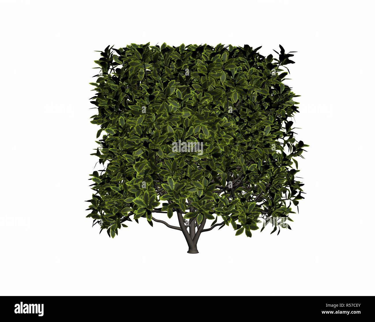 Liguster hedge hi-res stock photography and images - Alamy