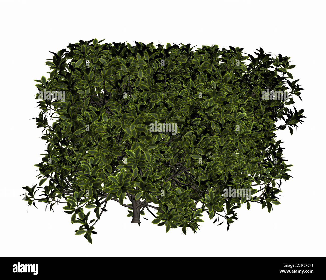 Liguster hedge Cut Out Stock Images & Pictures - Alamy