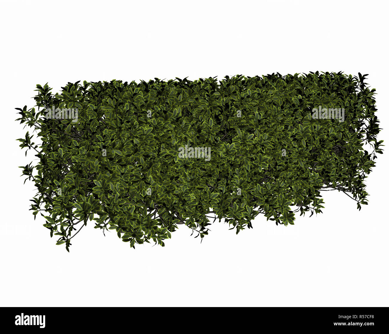 Liguster hedge hi-res stock photography and images - Alamy