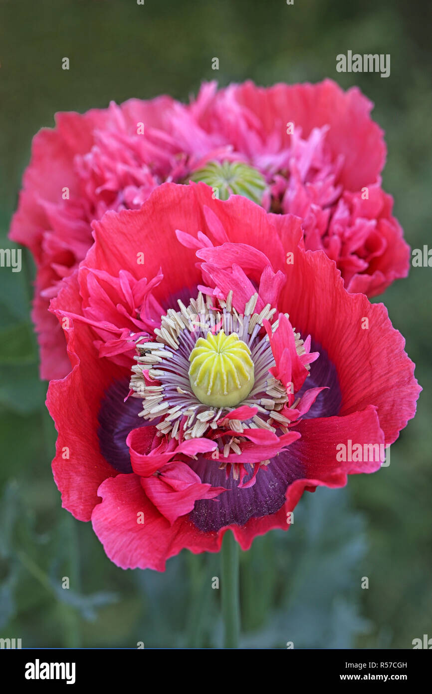 Poppy stamens close up hi-res stock photography and images - Alamy