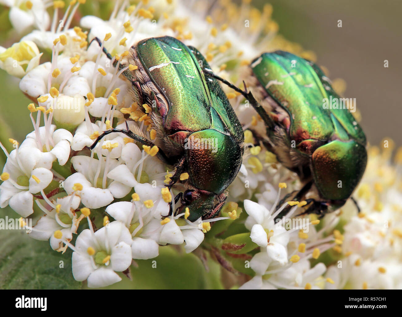 two pollen-eating rose beetles cetonia aurata Stock Photo - Alamy