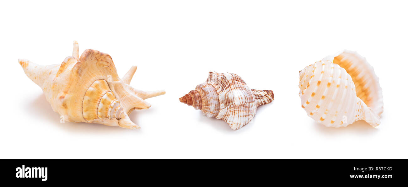 Seashell shell shells sea isolated mix hi-res stock photography and ...