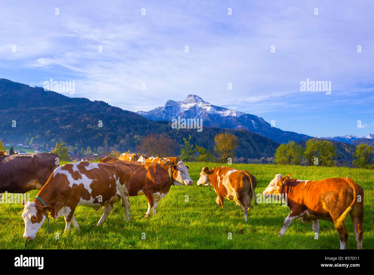 Cows on austrian alp, Salzburger Land, Austria Stock Photo - Alamy
