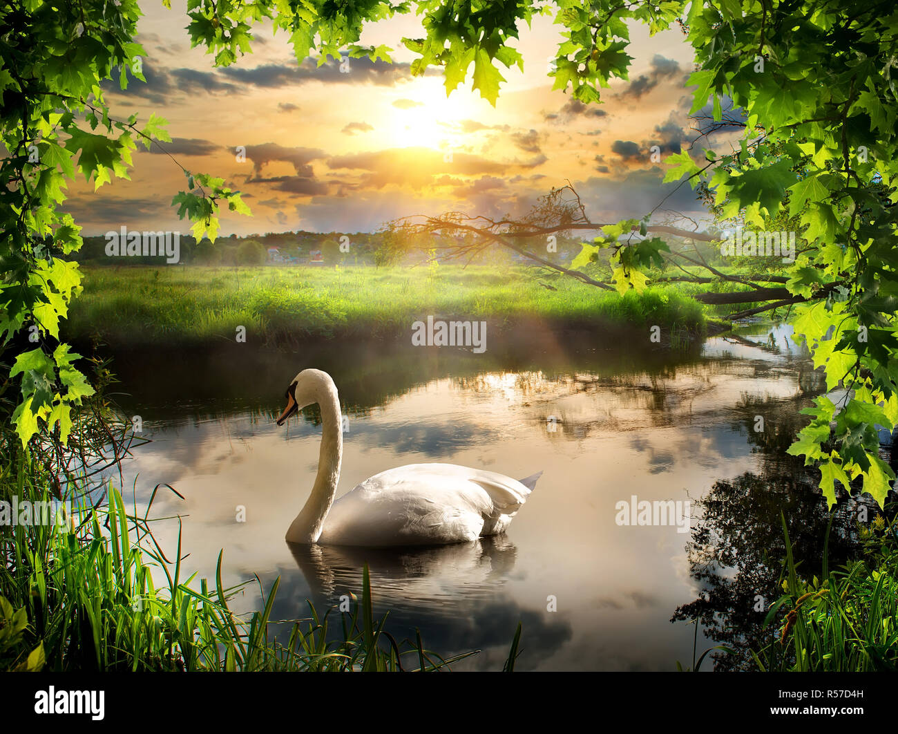 Tree reflection spring bouncing hi-res stock photography and images - Alamy