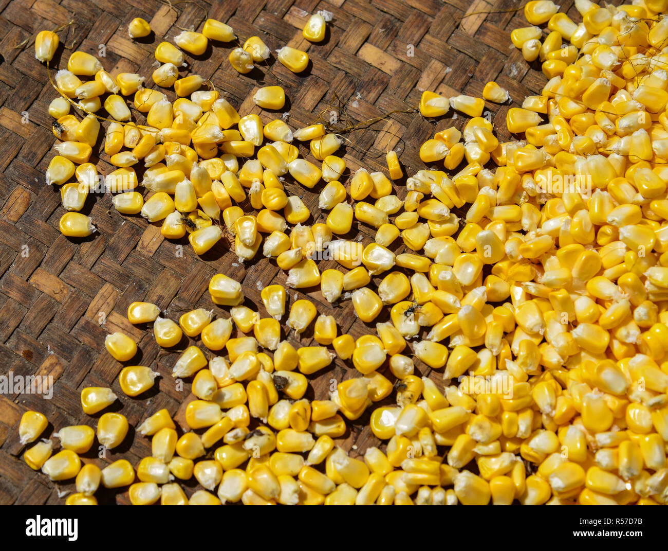 Corn seeds on bamboo basket at rural market in Yangon, Myanmar Stock ...