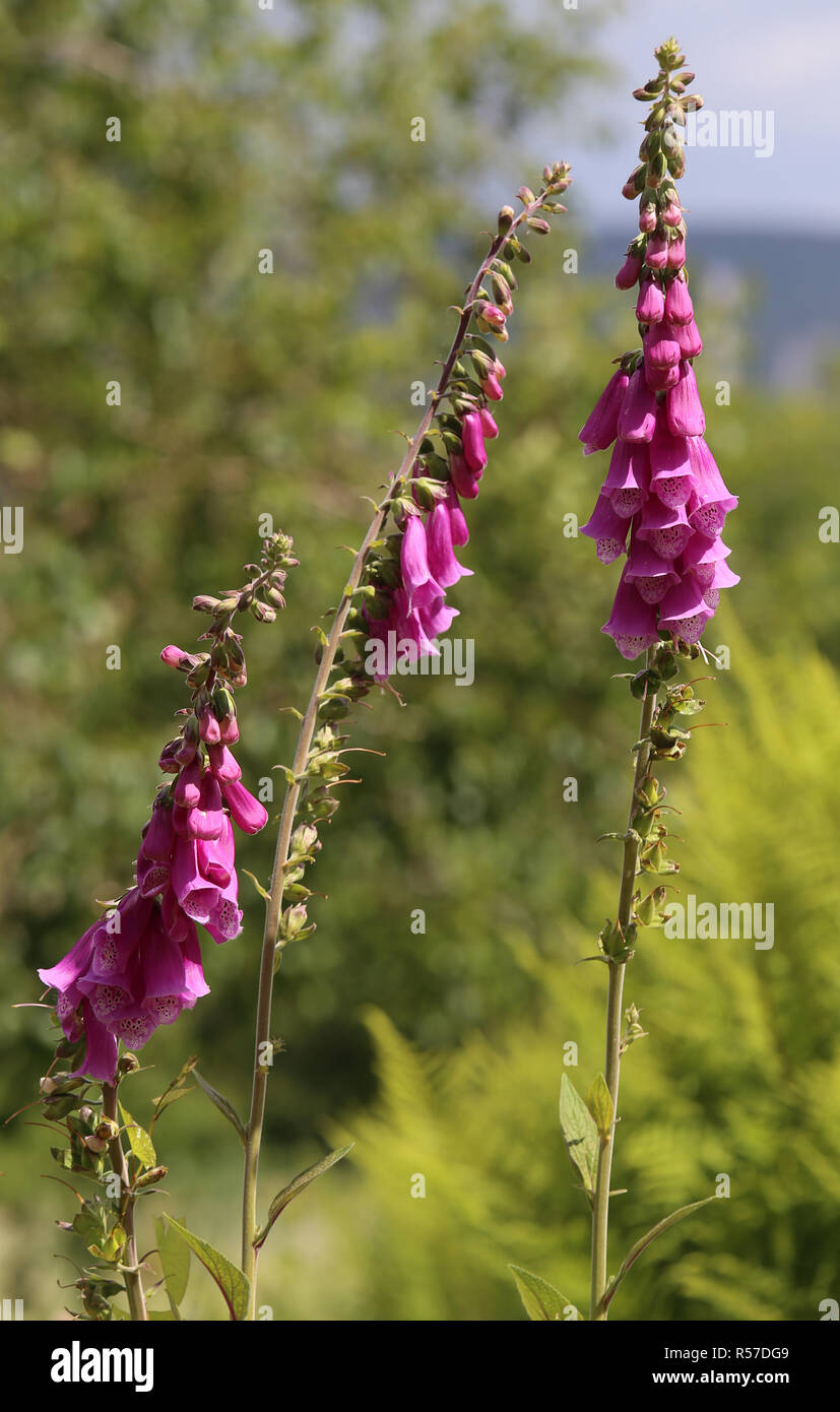 red foxglove digitalis purpurea Stock Photo - Alamy