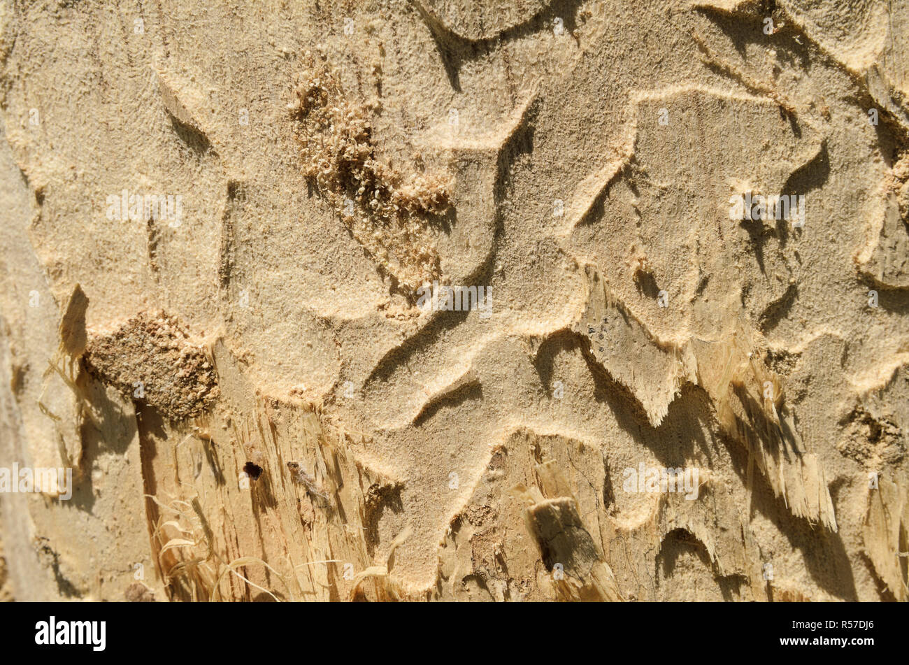 Old tree texture with patterns Stock Photo - Alamy