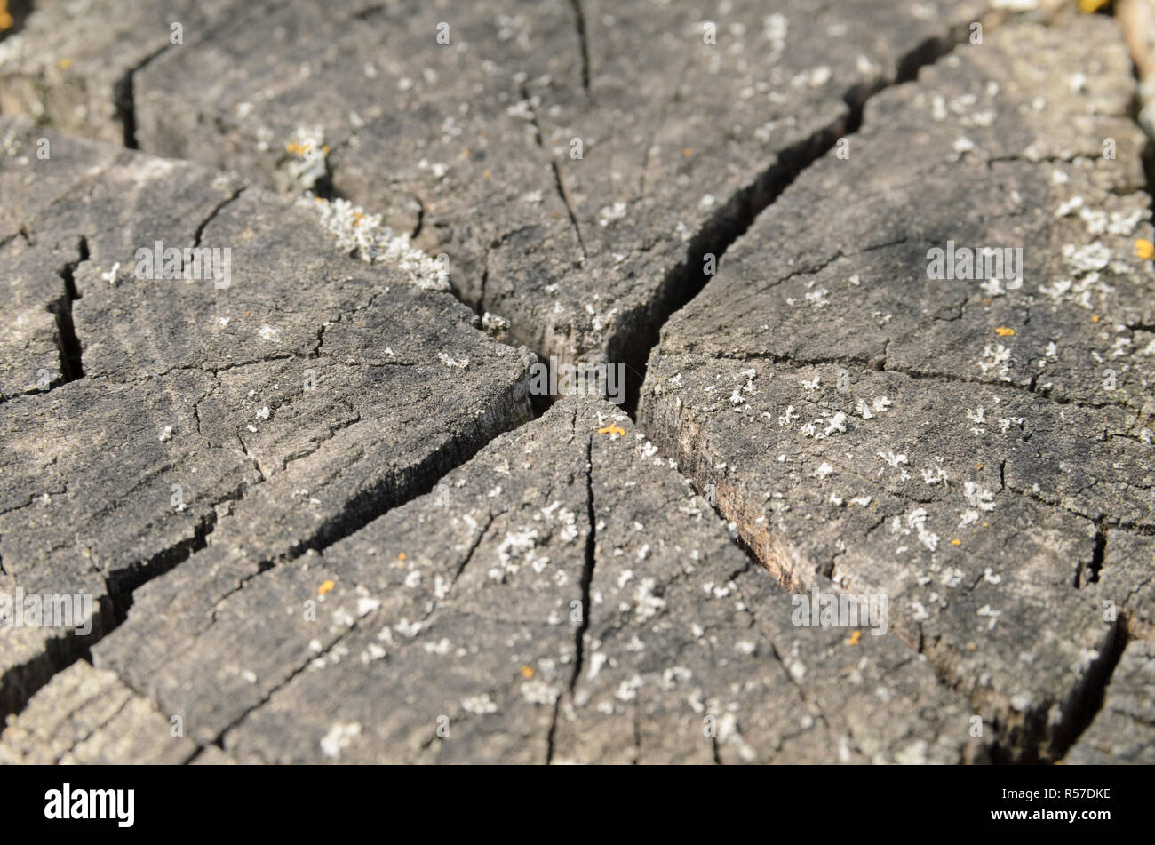 Wood stump texture, background Stock Photo - Alamy