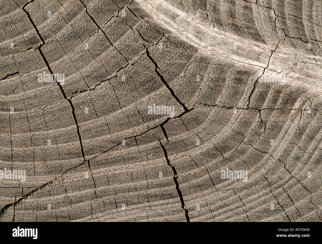 Wood stump texture, background Stock Photo - Alamy