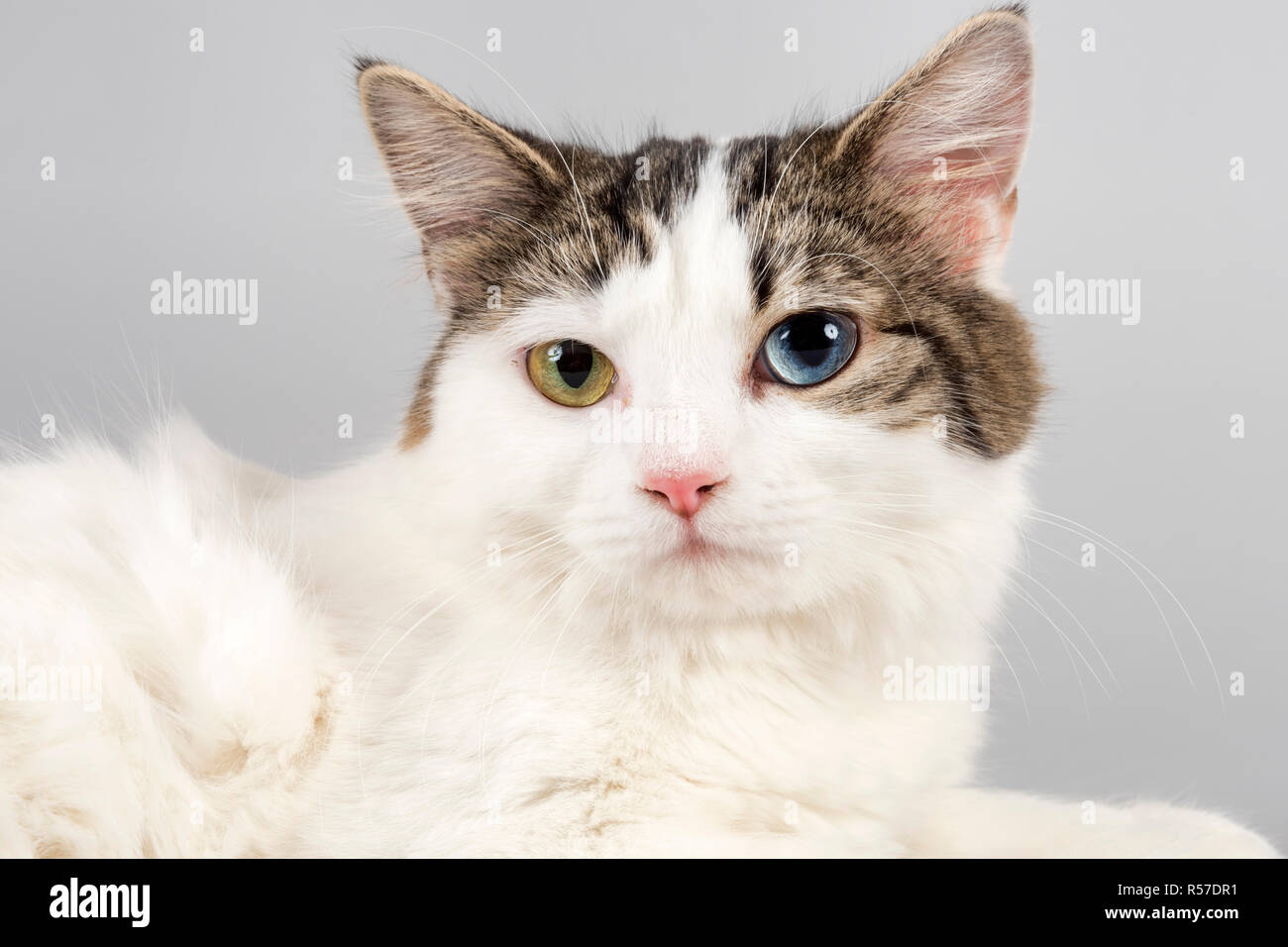 Stumpy cat hi-res stock photography and images - Alamy