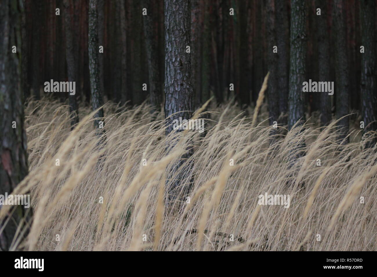 forest with wild,tall grass Stock Photo - Alamy