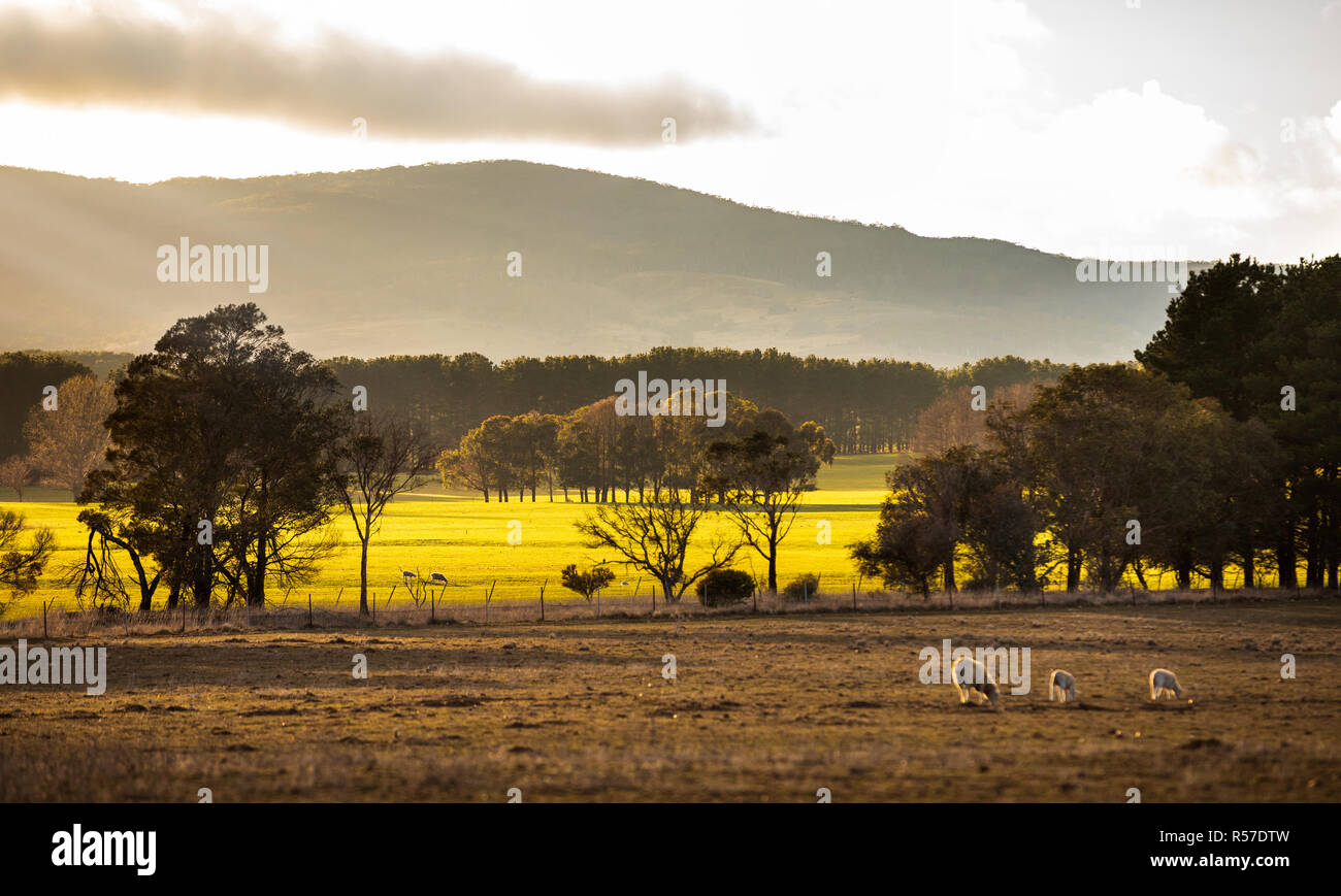 Australian landscape farm sunset hi-res stock photography and images ...