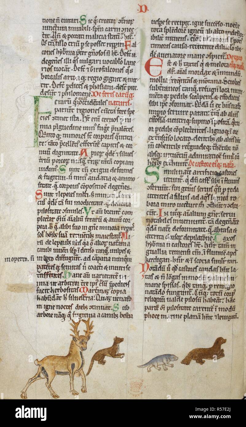 Animals at foot of folio: a stag, hare, badger and beaver. Topographia ...